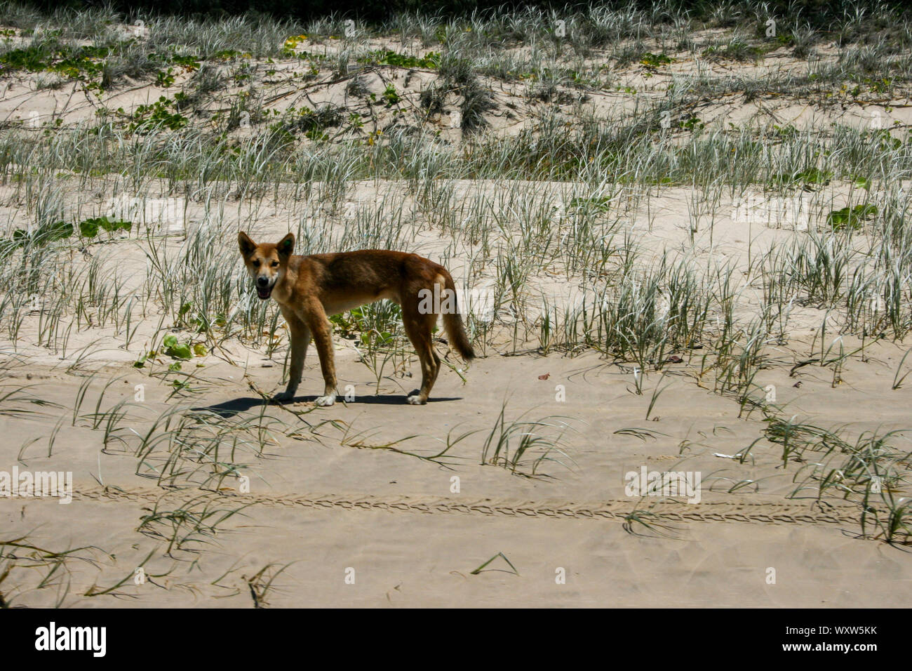 Wild Dingo at Fraser Island, Queensland, Australia, biggest sand island ...