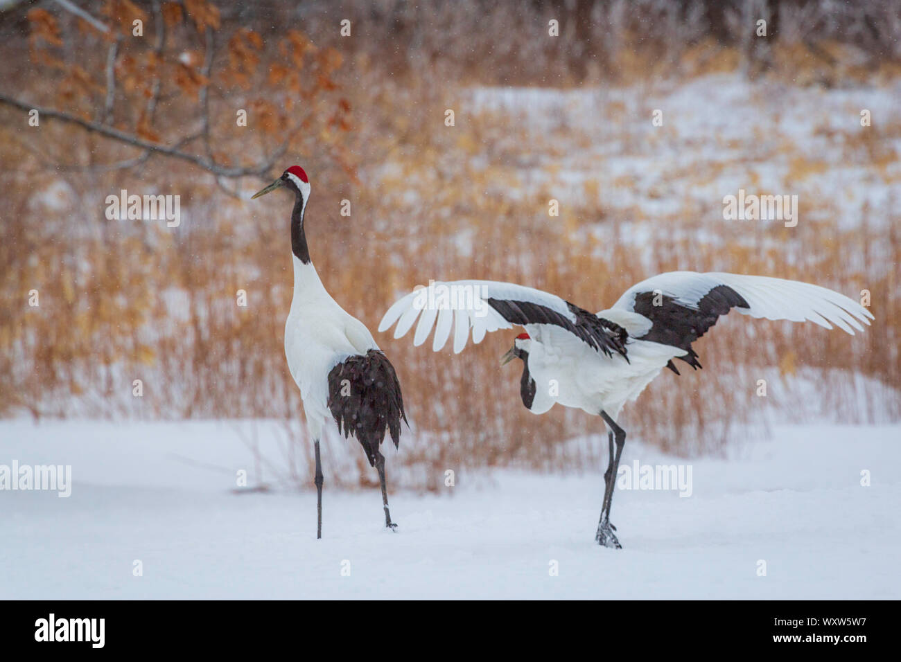 red crowned cranes dancing display, Hokkaido Stock Photo - Alamy