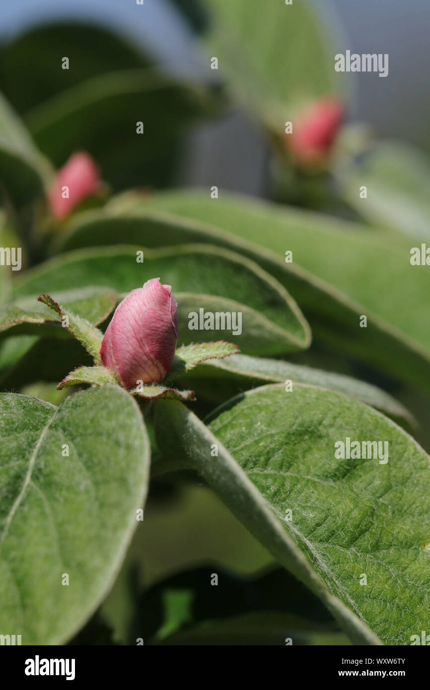 Flowering tree bud hi-res stock photography and images - Alamy