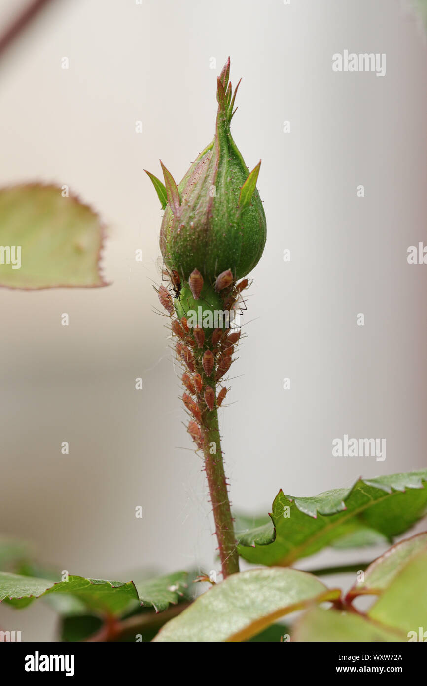 Rose bud covered with aphids Stock Photo - Alamy