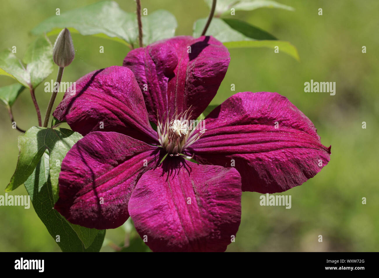 Burgundy color hi-res stock photography and images - Alamy