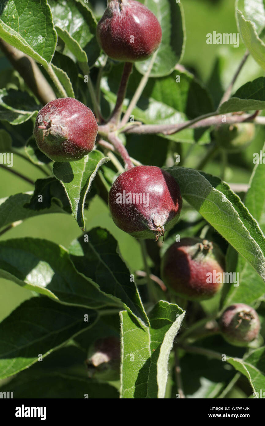 Apple tree fruit small hi-res stock photography and images - Alamy