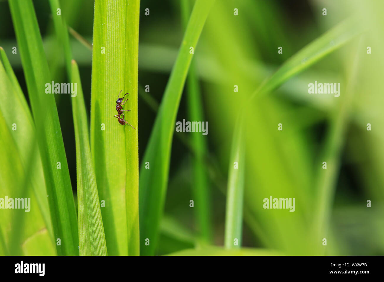 ant crawling on a blade of grass Stock Photo - Alamy