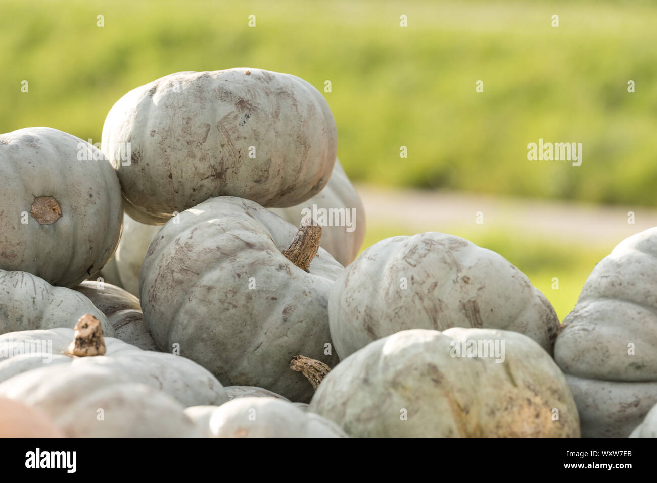 Crown prince squash hi-res stock photography and images - Alamy