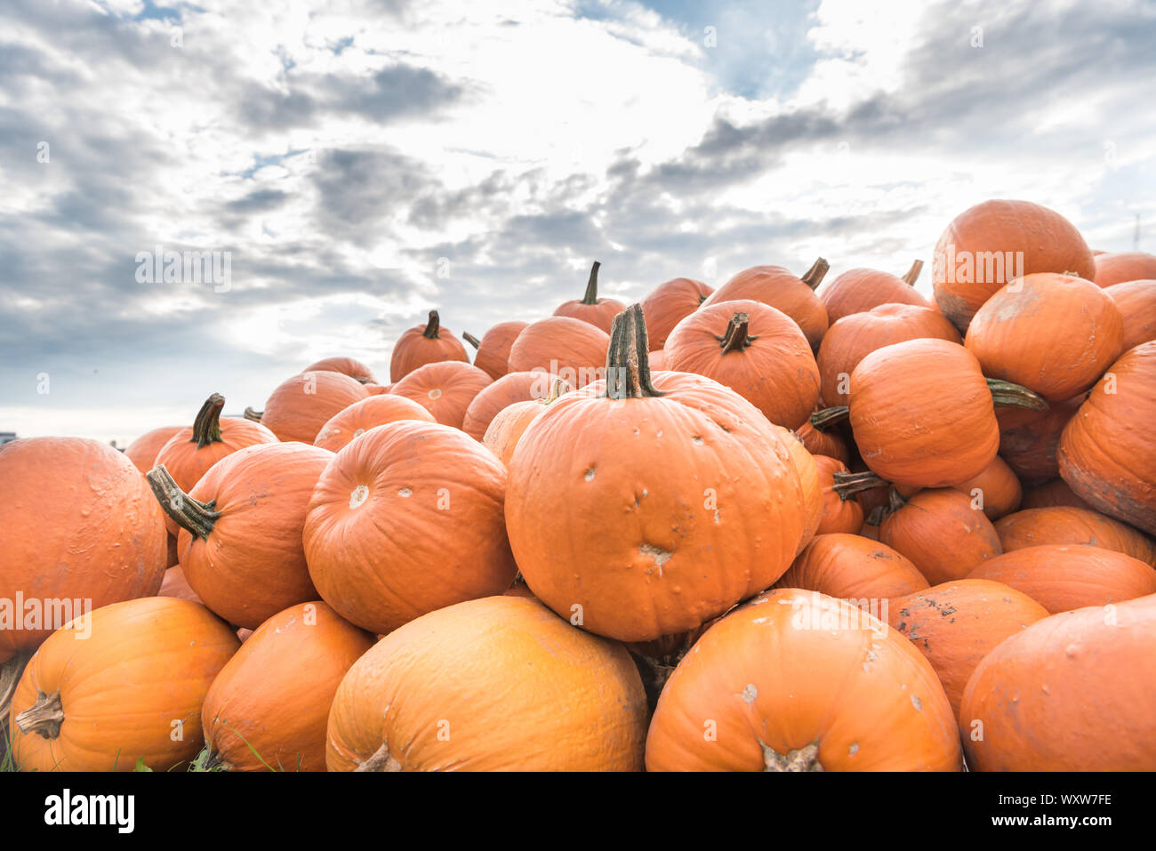 Blue gray pumpkins hi-res stock photography and images - Alamy