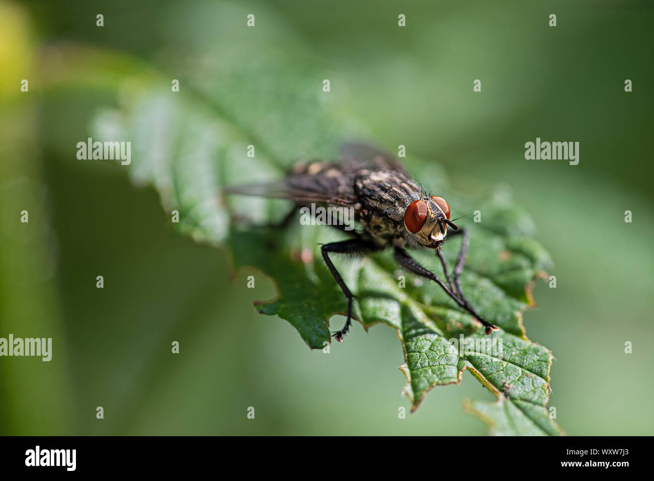 Nasty insects hi-res stock photography and images - Alamy