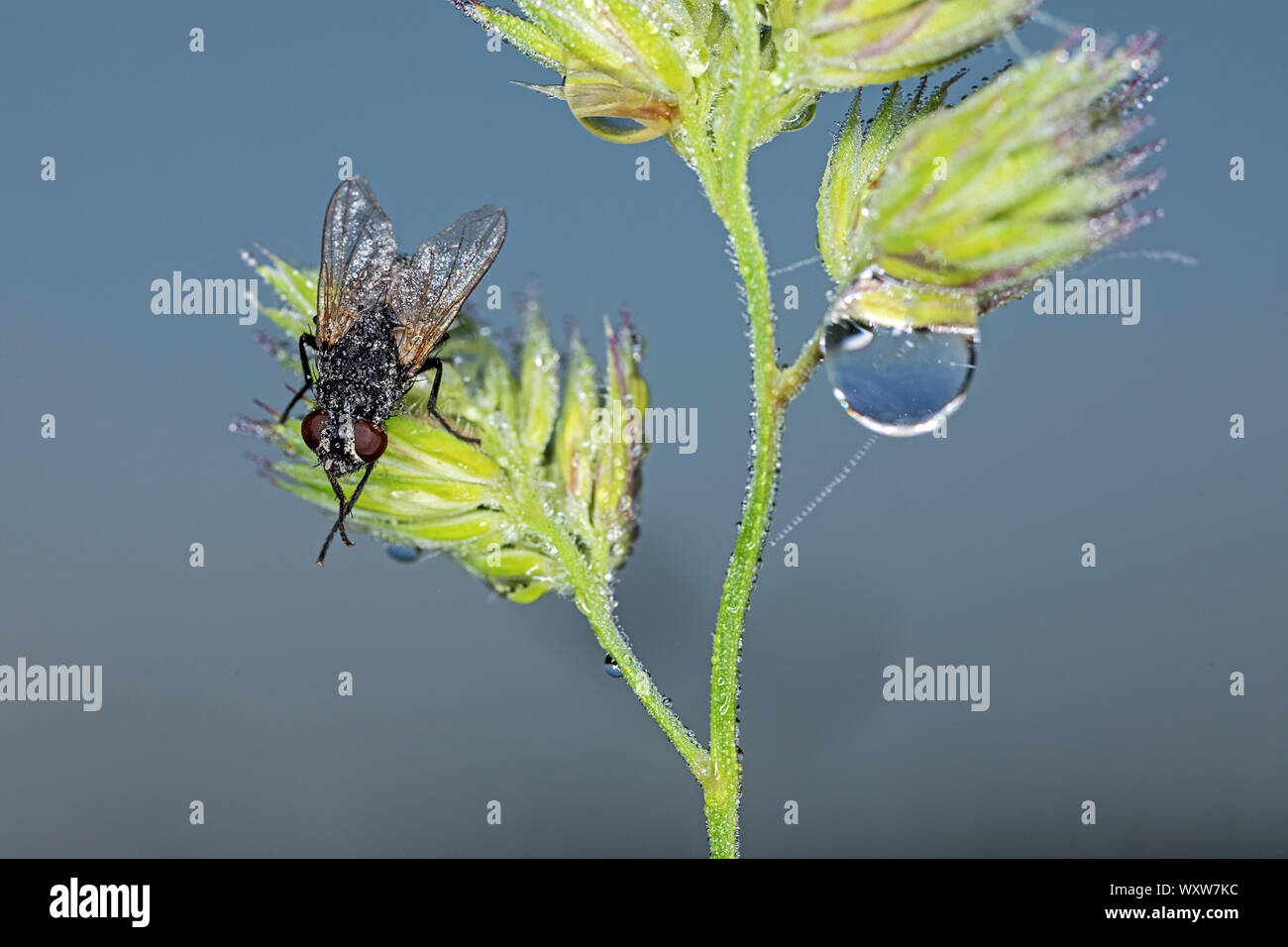 Legs of a fly hi-res stock photography and images - Alamy