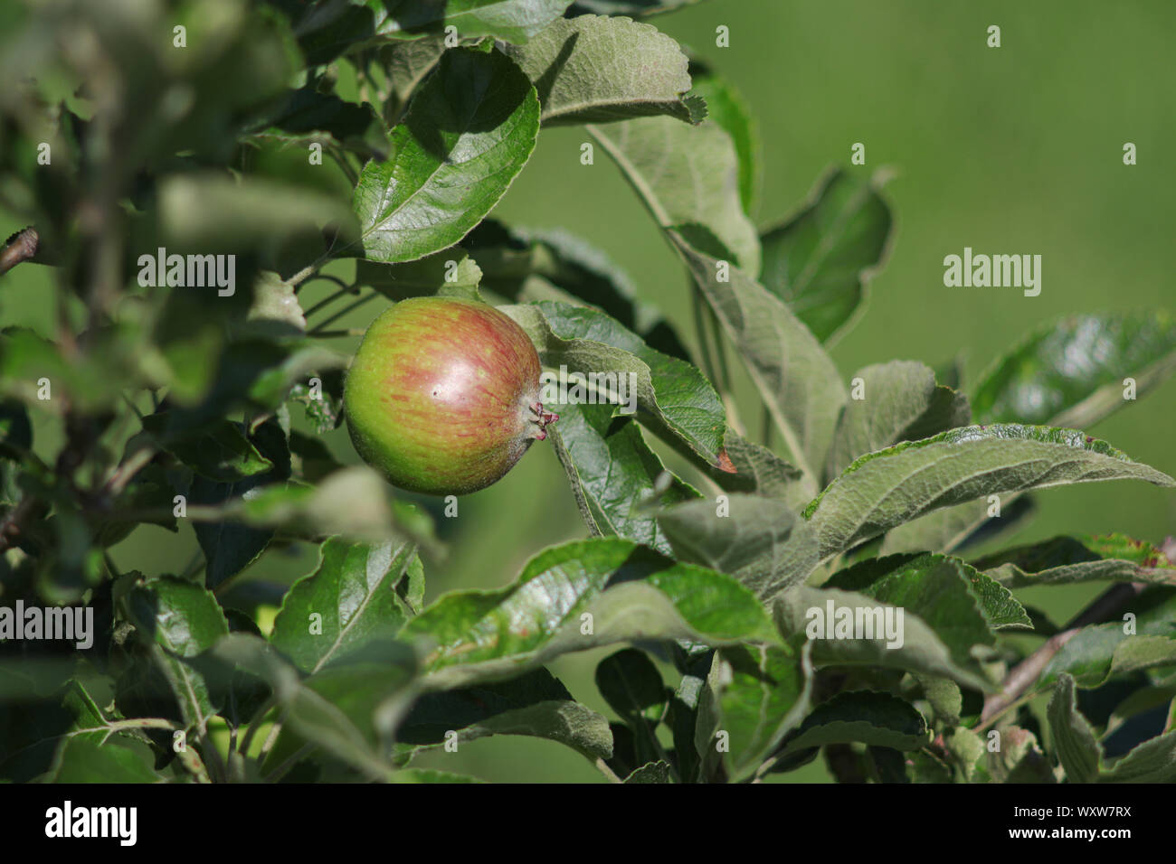 A small green apple on a tree branch ripening fruit Stock Photo - Alamy