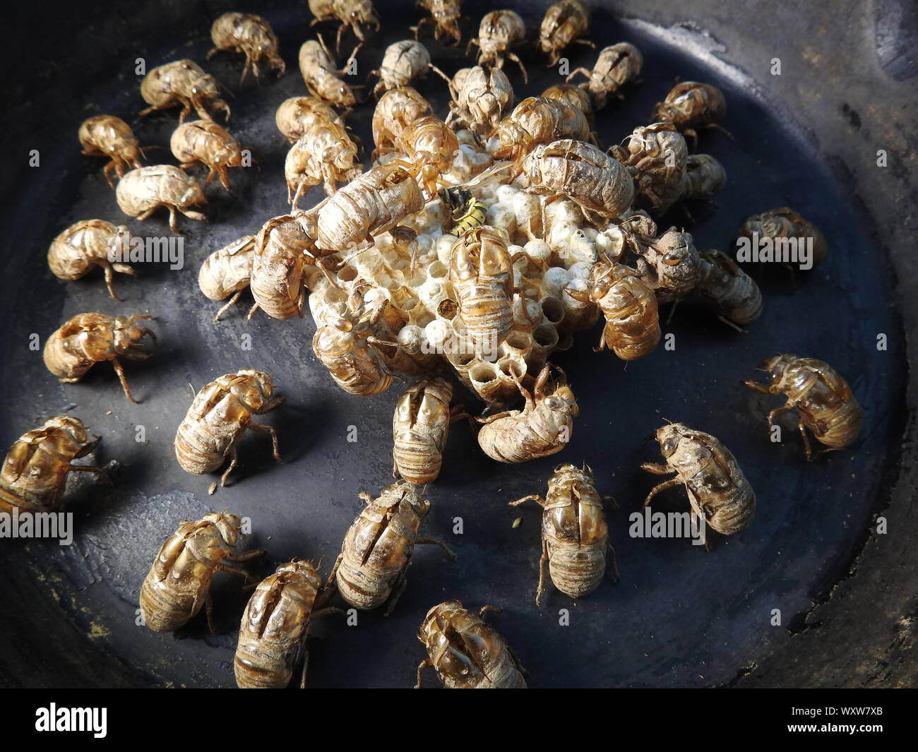 Cicada Husk Tableau Stock Photo - Alamy
