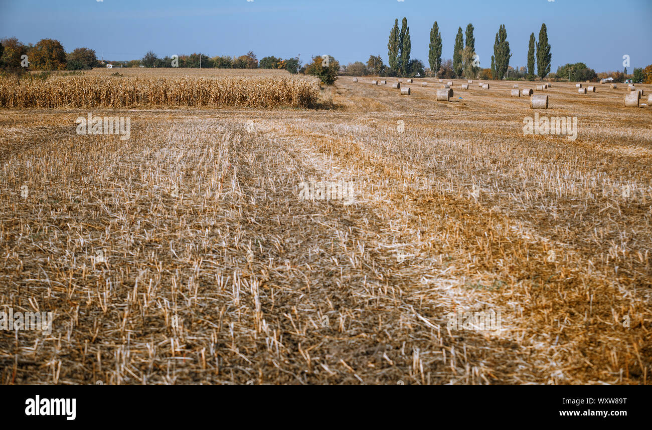 Hay bail harvesting in wonderful autumn farmers field landscape with ...