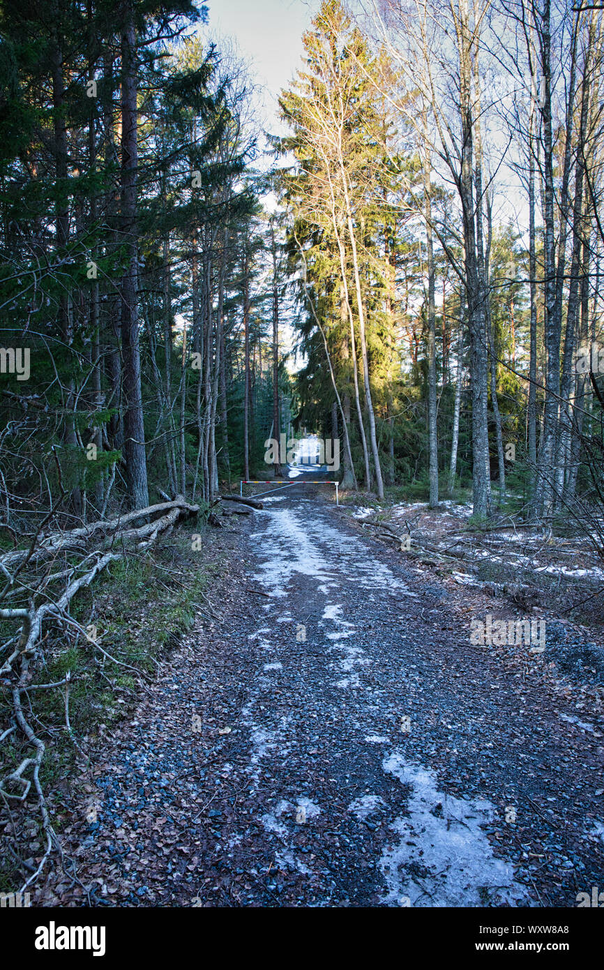 Icy track trail through forest, Sweden, Scandinavia Stock Photo - Alamy