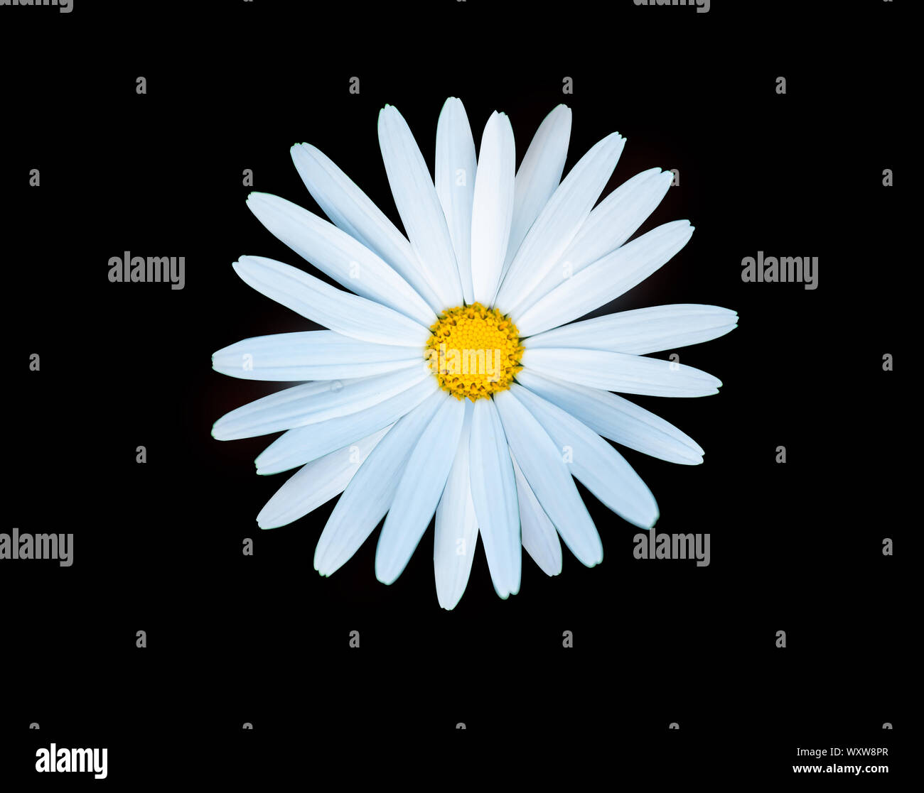 White daisy flower top view in the garden Stock Photo - Alamy