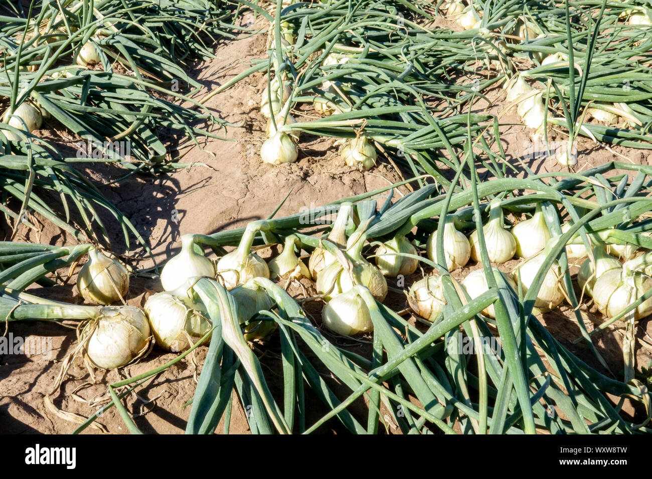 Field of onion hi-res stock photography and images - Alamy