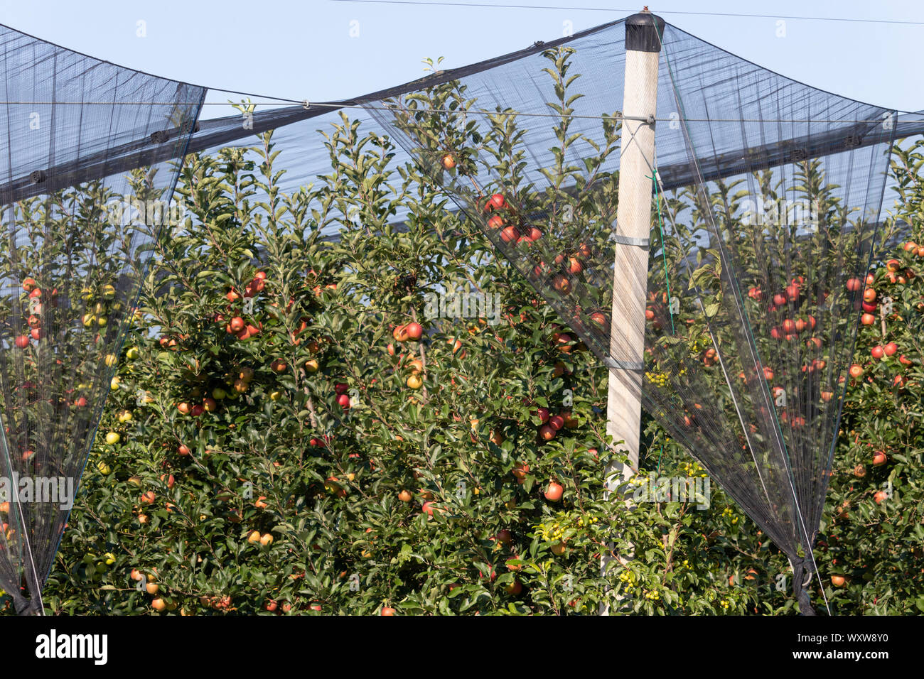 Hail protection hi-res stock photography and images - Alamy