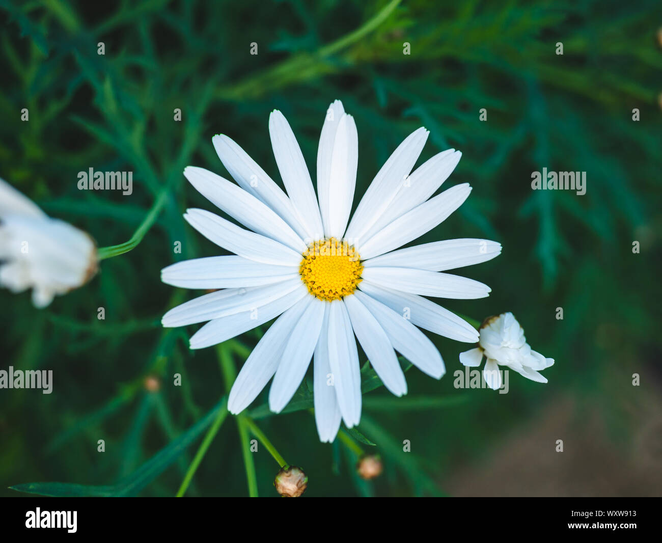 White daisy flower top view in the garden Stock Photo - Alamy