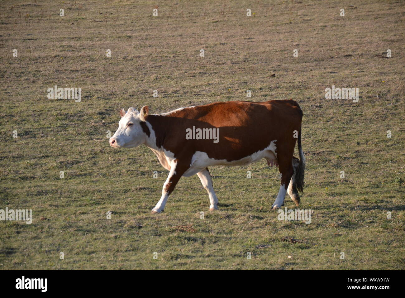 British milkman hi-res stock photography and images - Alamy