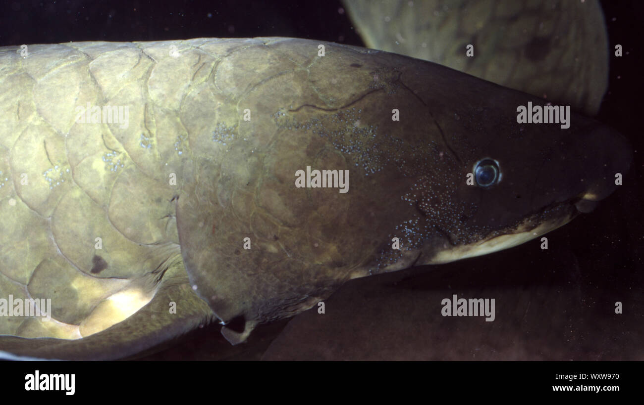Australian lungfish, Neoceratodus forsteri Stock Photo - Alamy