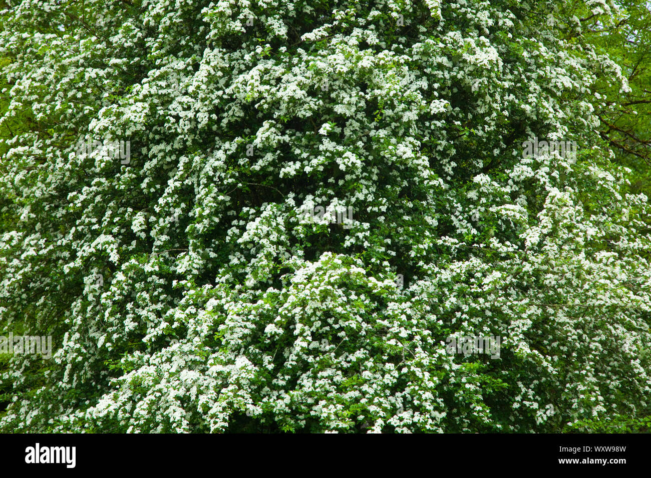 Majuelo en flor. Jardines castillo de Kinloch. Reserva Natural Nacional ...