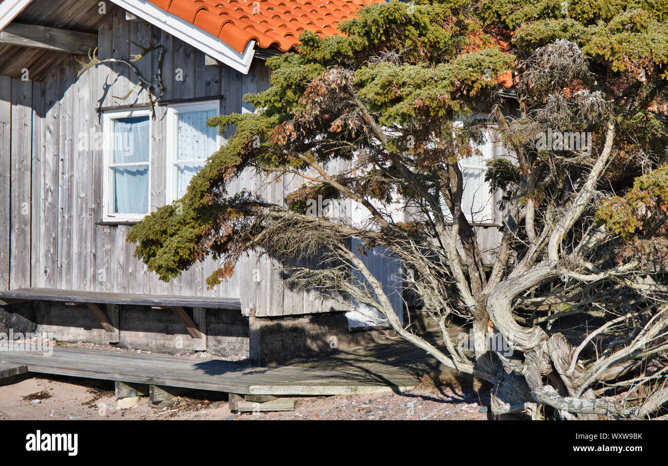 Gnarled twisted tree next to rustic wooden cabin, Sandhamn, Stockholm ...
