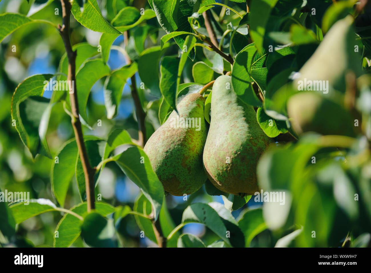 Hanging pears tree hi-res stock photography and images - Alamy