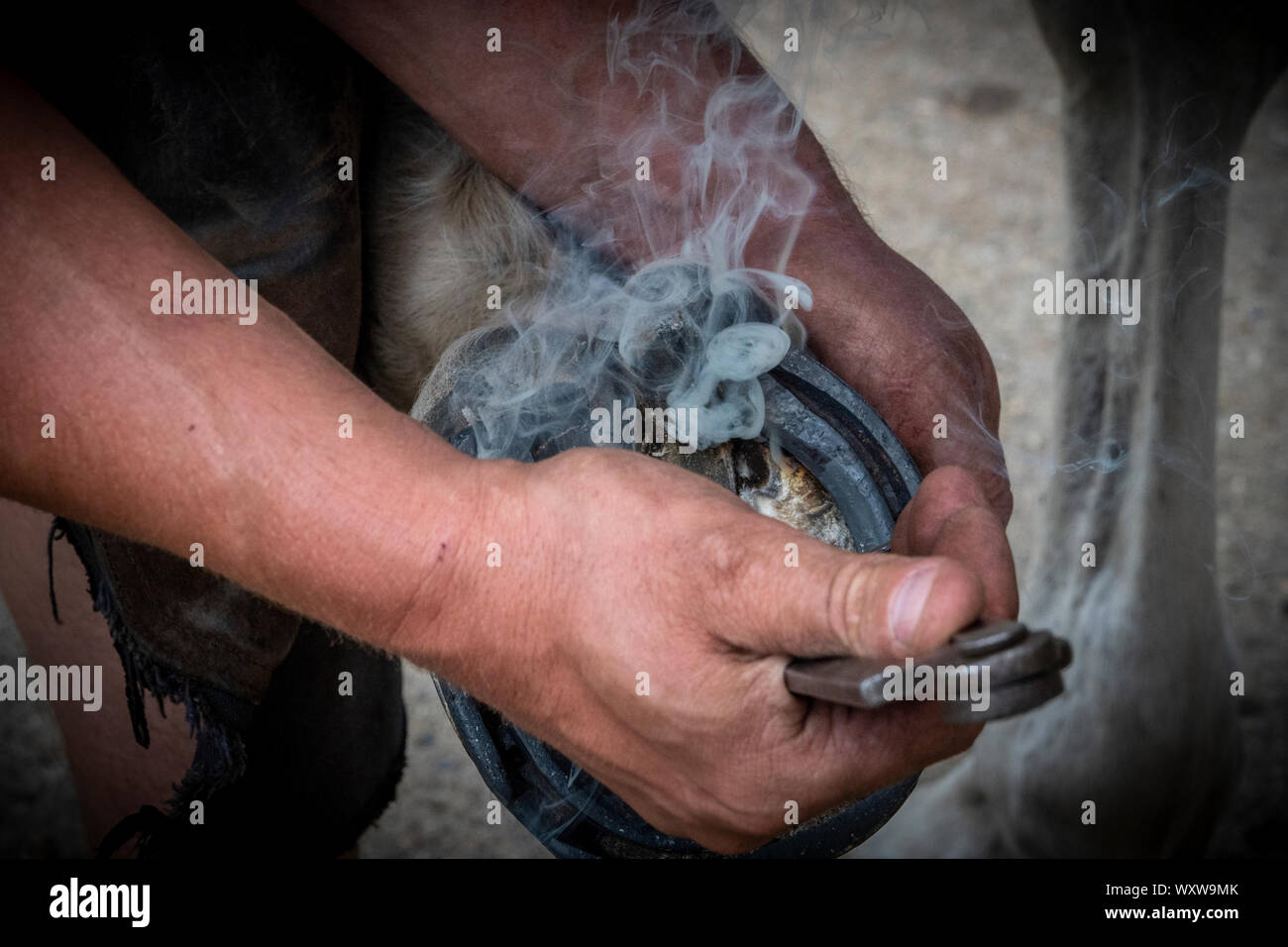 Shoeing the colt hi-res stock photography and images - Alamy