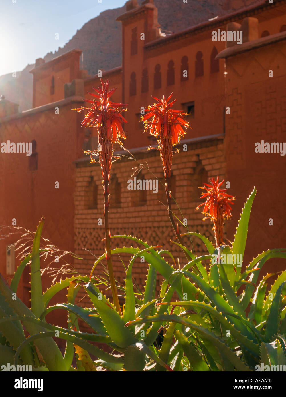 Blooming Aloe Vera Flowers in Morocco mountains in front of old clay ...