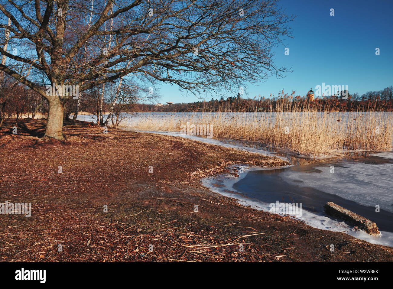 Frozen western shoreline of Brunnsviken a brackish lake, Hagaparken ...