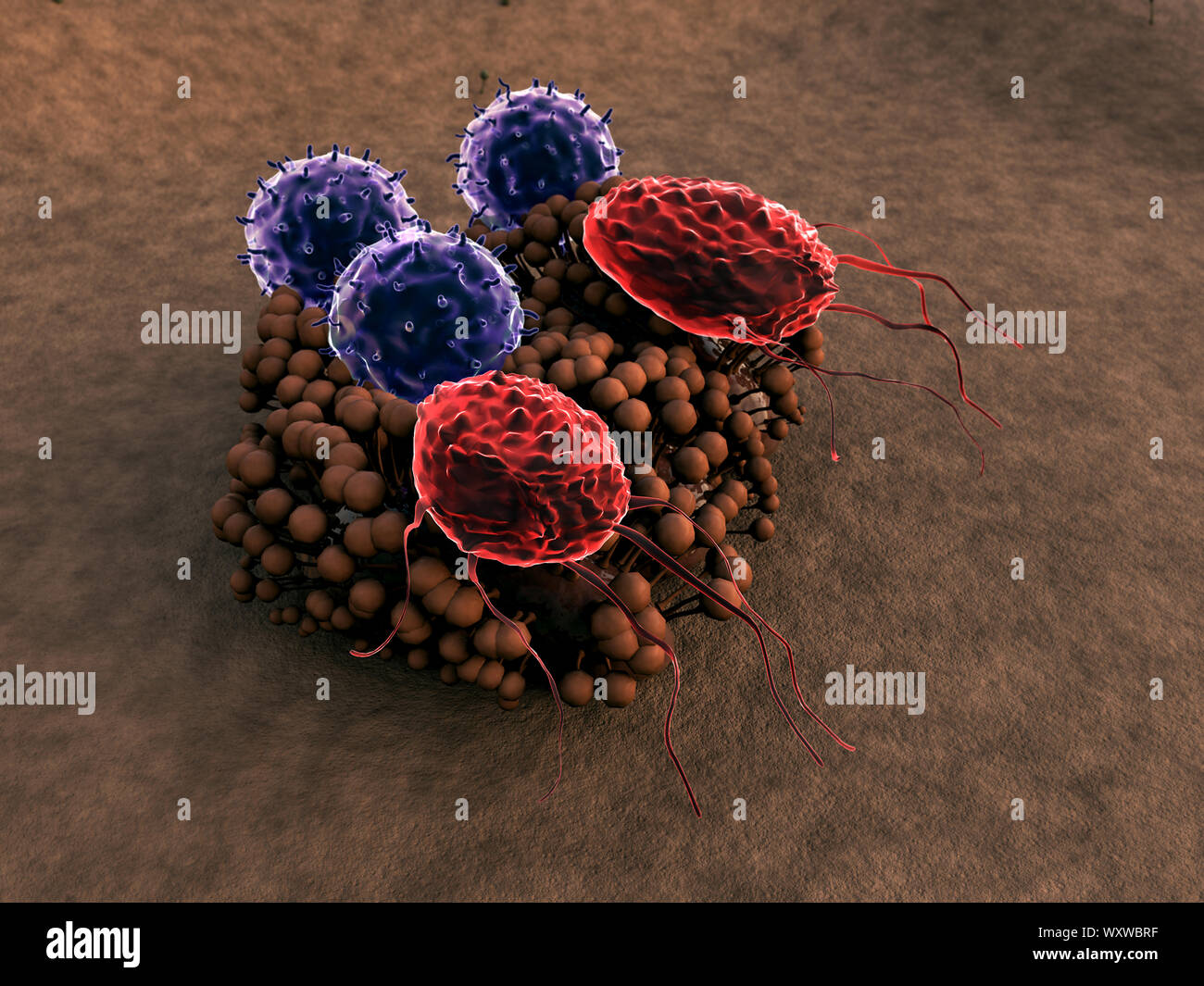 Phagocytes hi-res stock photography and images - Alamy