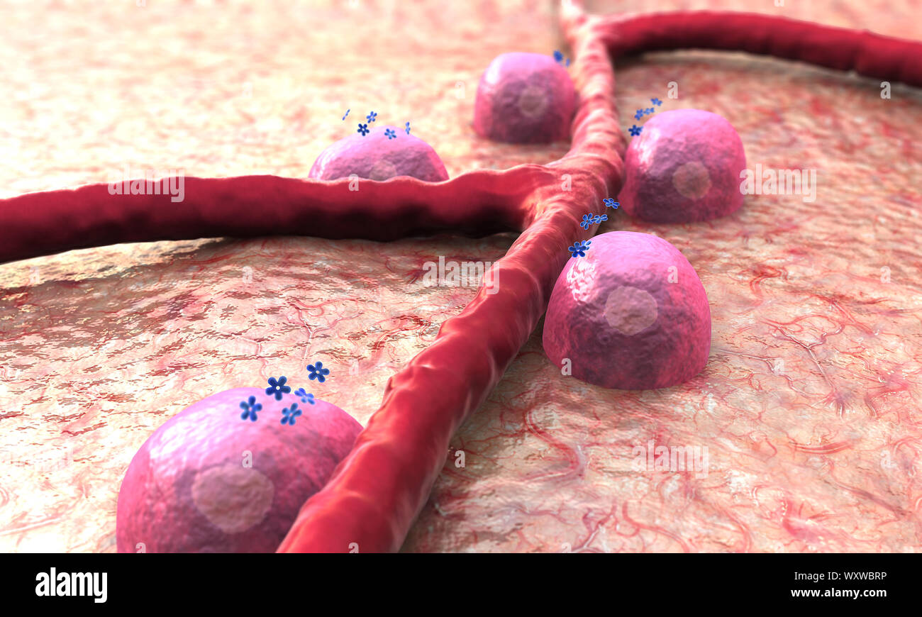 blood vessel, Beta cells, autoimmune disease, Beta cells produces ...