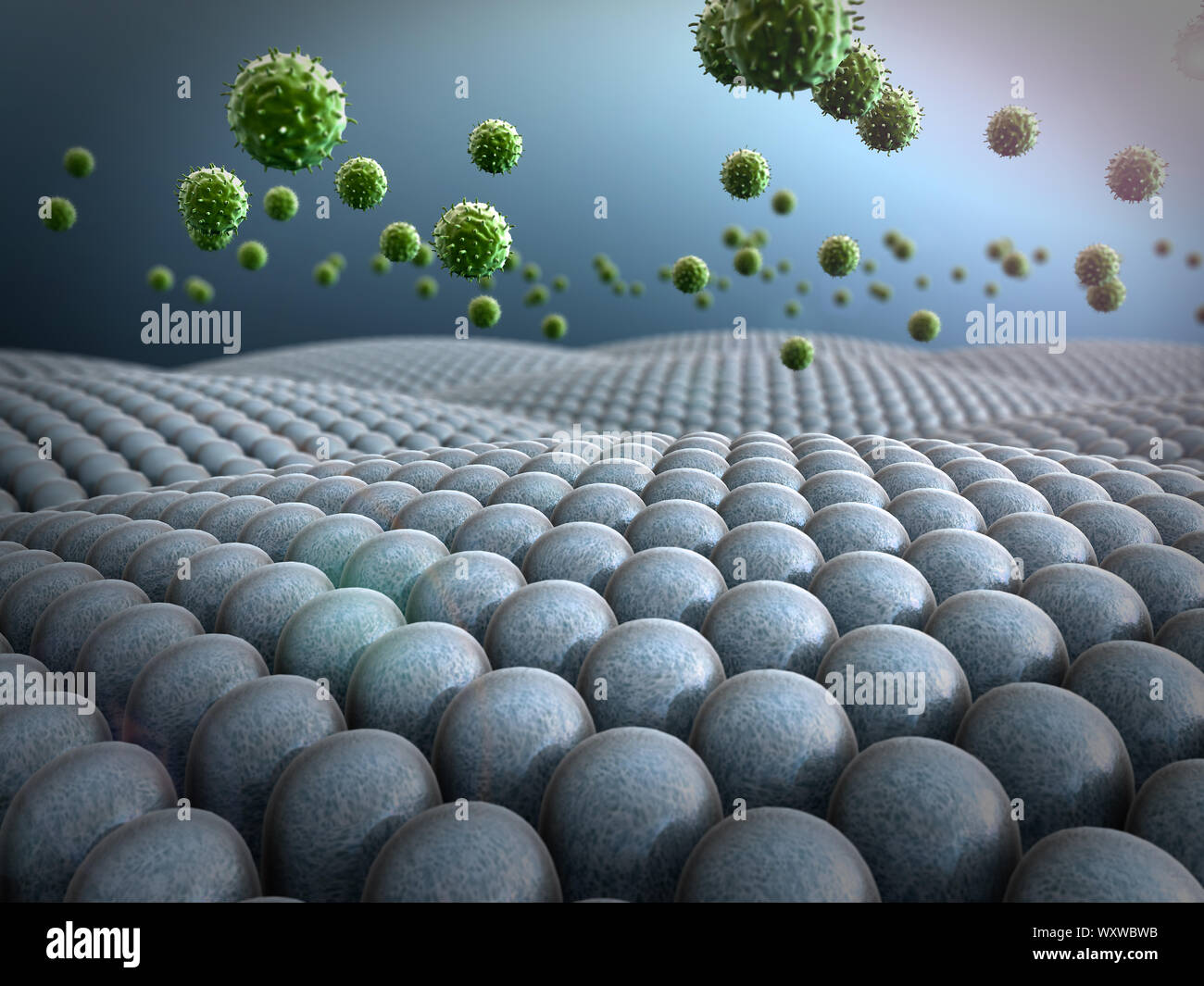 field of cells, viruses attack the cells, action of the human immune ...