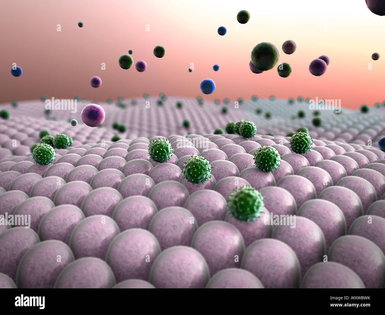field of cells, viruses attack the cells, action of the human immune ...