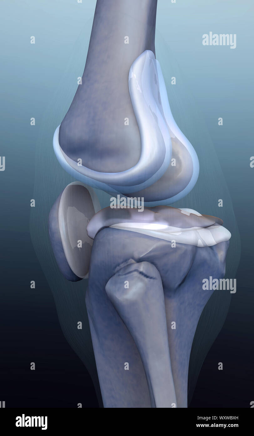 3d rendered knee illustration, pain illustration knee side, 3d ...