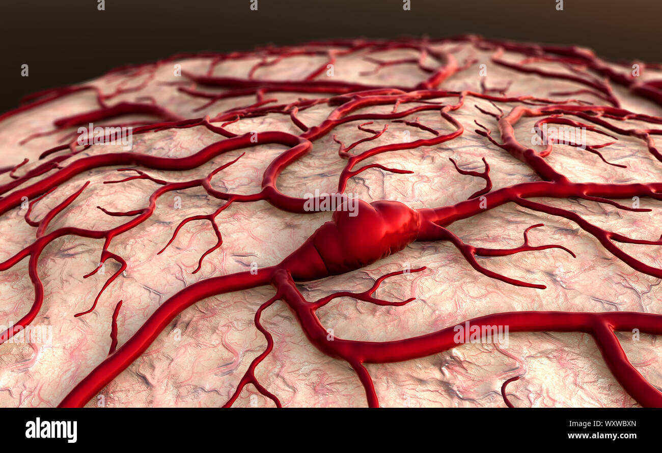 Capillaries hi-res stock photography and images - Alamy