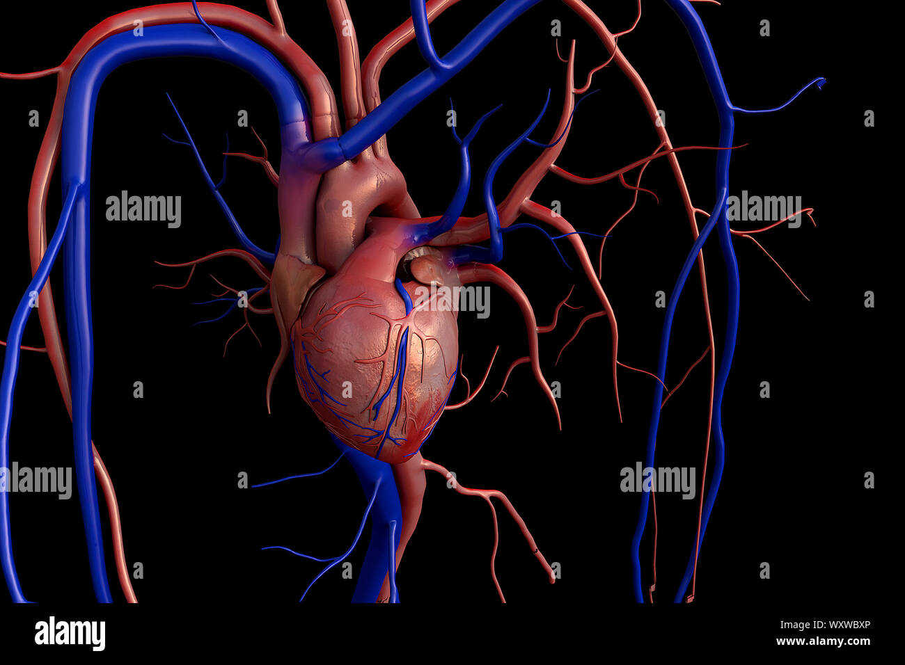 Human Heart Anatomy, Artery, artery shown with a cut out section, High ...