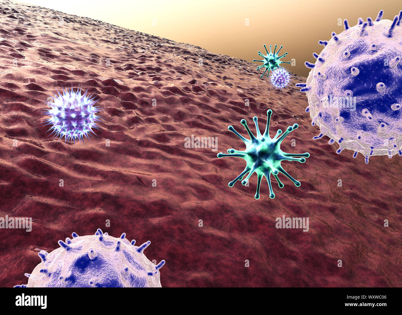 macrophages kills the viruses, inside human body, Medical video ...