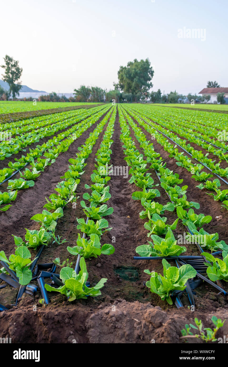 Farmers field with growing in rows green organic lettuce leaf ...