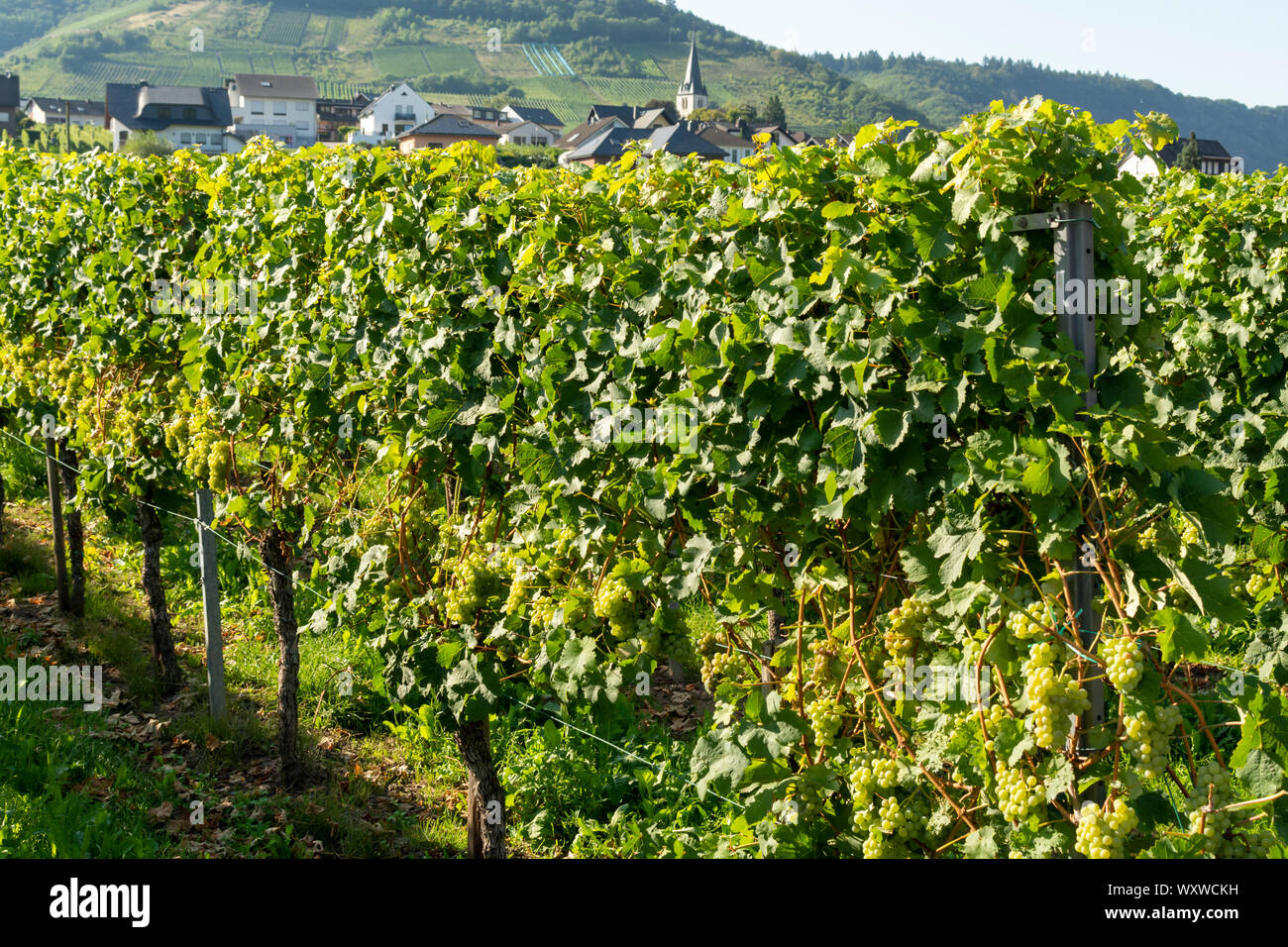 Landscape with famous green terraced vineyards in Mosel river valley ...