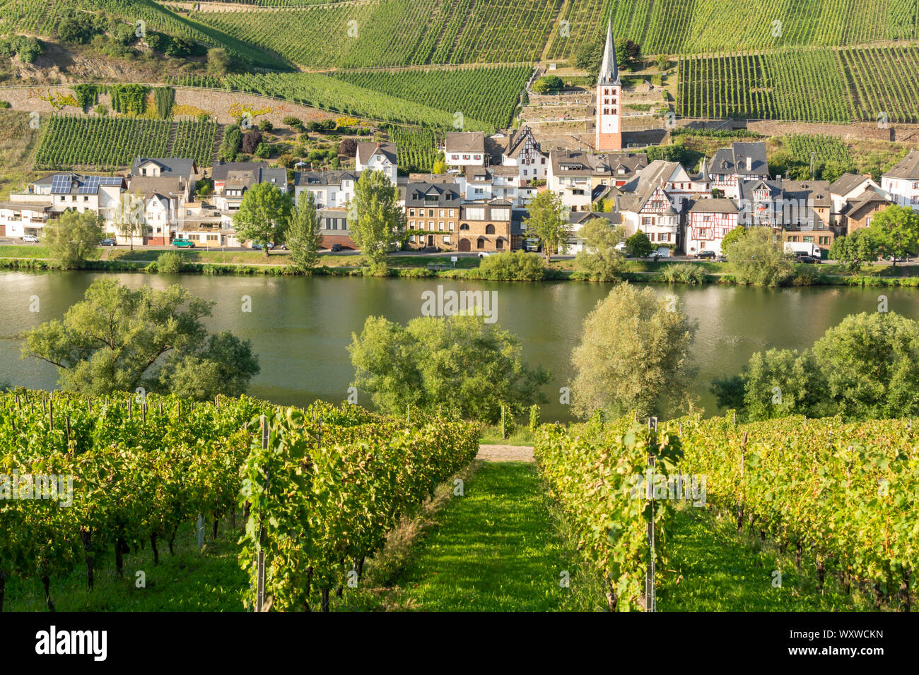 Landscape with famous green terraced vineyards in Mosel river valley ...