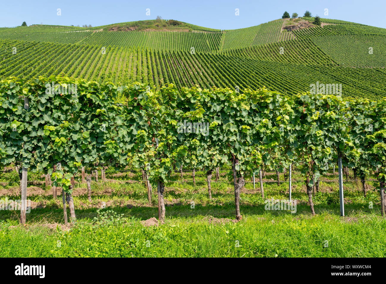Landscape with famous green terraced vineyards in Mosel river valley ...