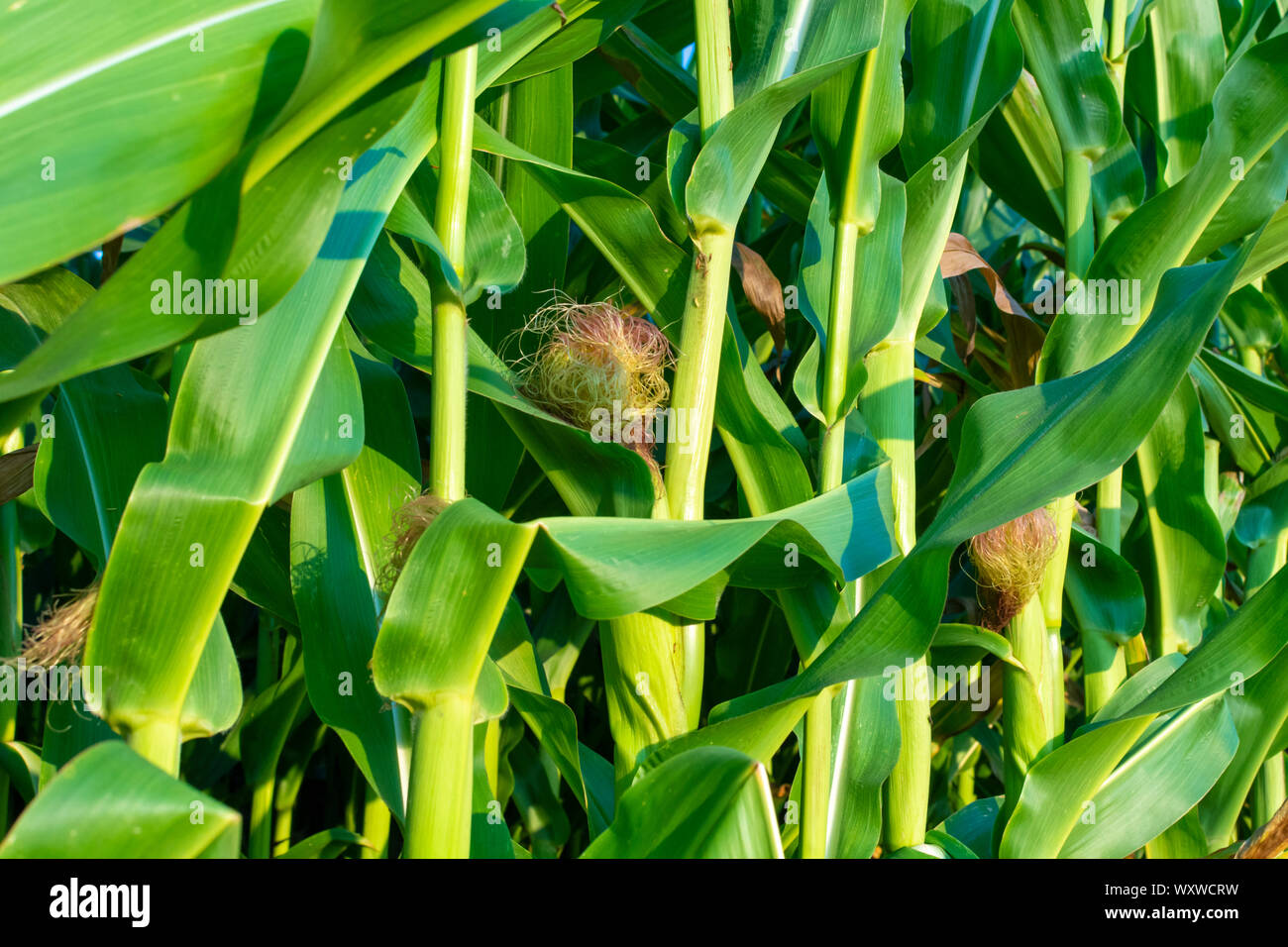 Green farm field with corn plants, organic corn plantations in ...