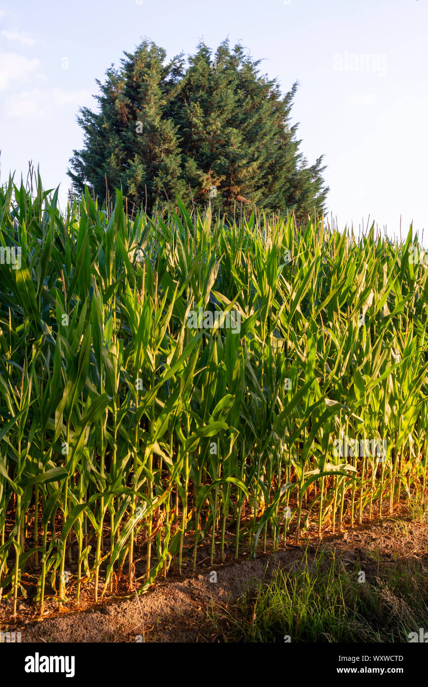 Green farm field with corn plants, organic corn plantations in ...