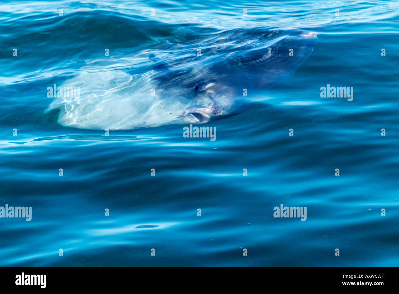 A sunfish swimming at our boat in the atlantic ocean off of the coast ...