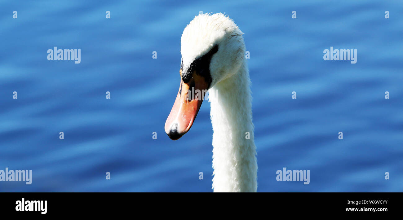 A swan looks at the camera with deep blue water in background Stock ...