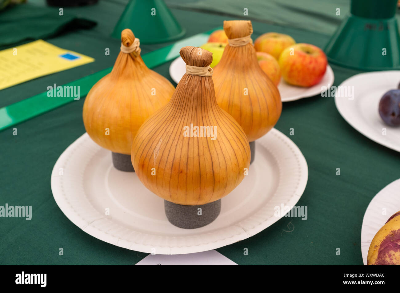 Show onions hi-res stock photography and images - Alamy