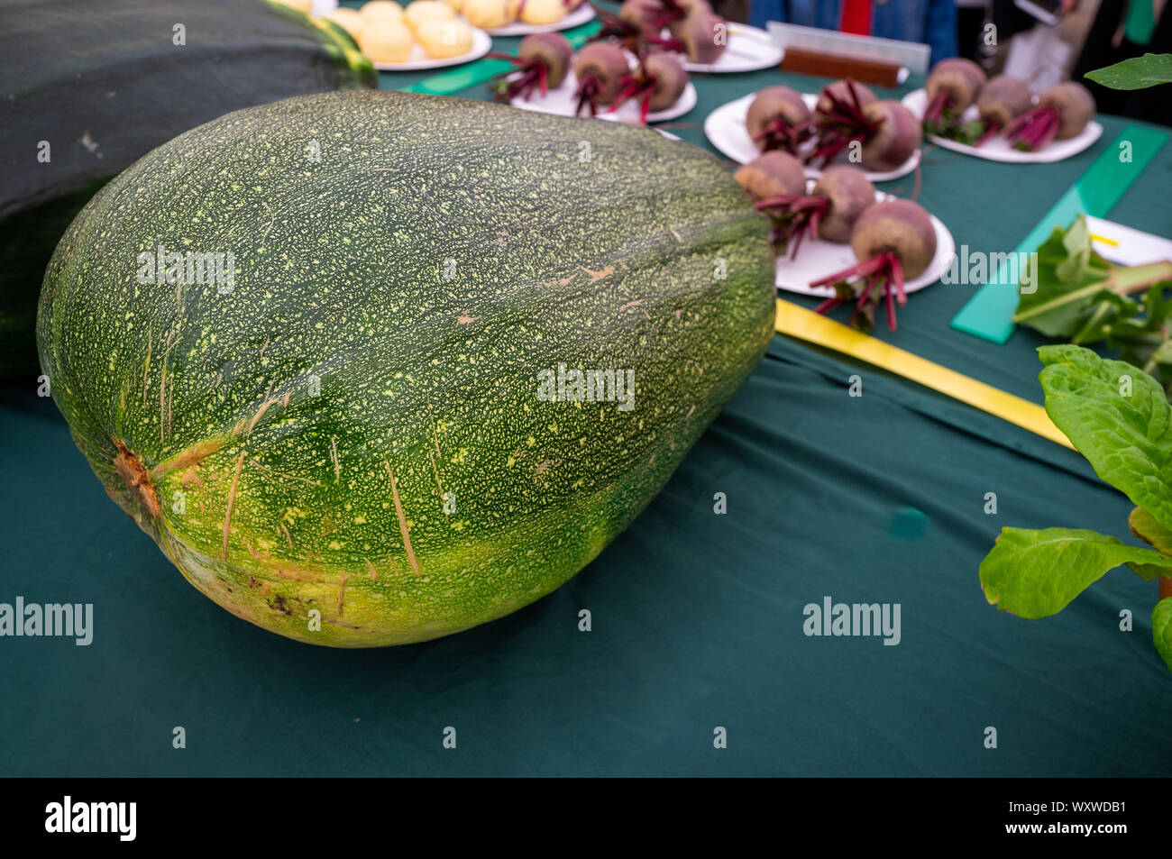 Giant marrow show hi-res stock photography and images - Alamy