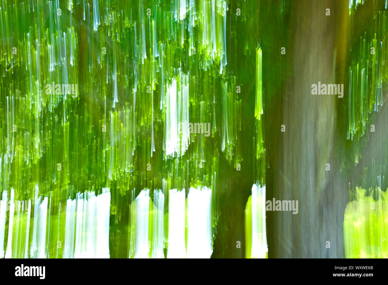 Bosque en primavera hi-res stock photography and images - Alamy