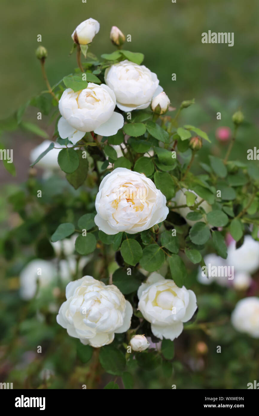 White pinkish flower hi-res stock photography and images - Alamy