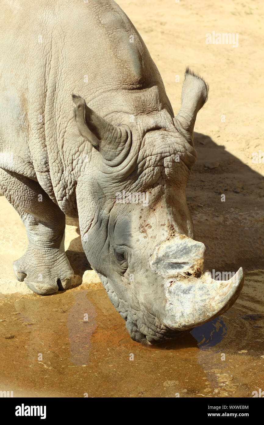 Portrait of rhinoceros drinking water Stock Photo - Alamy