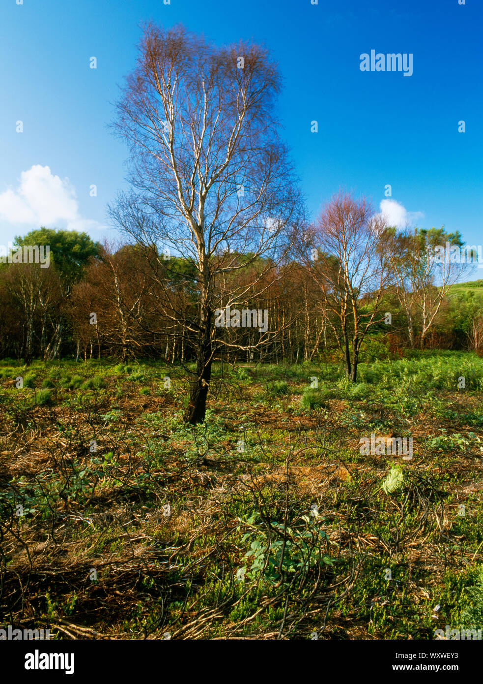 Burnt birch tree, woodland and limestone heath regenerating after fire ...