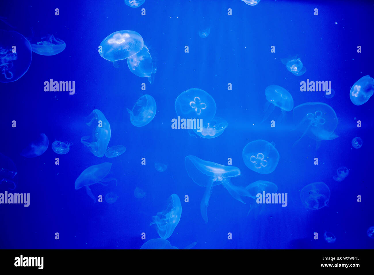 Cyanea lamarckii hi-res stock photography and images - Alamy